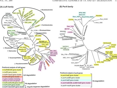Maximum Likelihood Phylogenetic Tree Of Liur A And Psra B