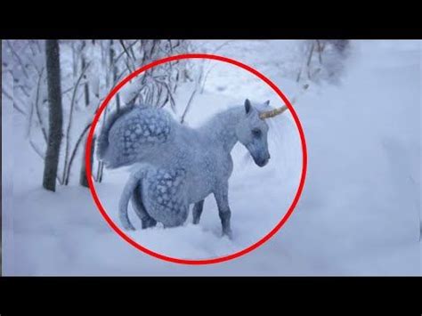 YouTube | Animals wild, Baby unicorn, Animals
