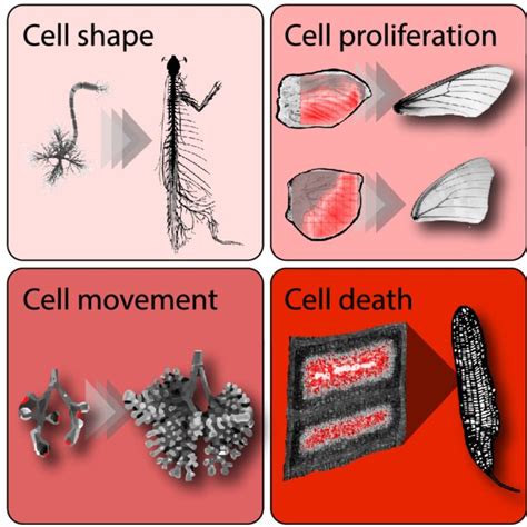 Organ Shape Is Generated By Four Types Of Cell Behaviours Cell Shape Download Scientific
