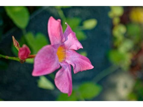 14 Flowers With Negative Meanings Harvest Indoor