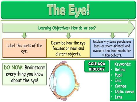 Aqa Gcse 9 1 Biology Topic 5 Homeostasis And Response Teaching