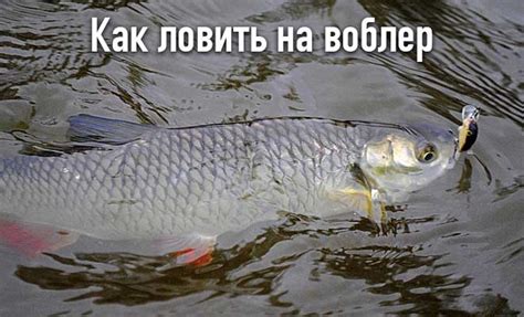 Как правильно ловить на воблер спиннингом в зависимости от вида рыбы