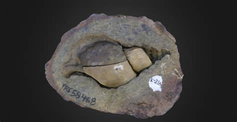 Virtual Collection Fossil Preservation Digital Atlas Of Ancient Life