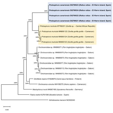 Phylogenetic Analysis Using The Maximum Likelihood Method With