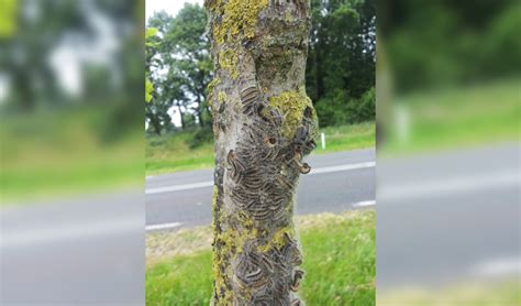 Samenwerking Bij Aanpak Eikenprocessierups Al Het Nieuws Uit Culemborg