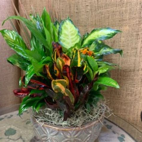 Wapakoneta Florist Flower Delivery By Haehn Florist And Greenhouses