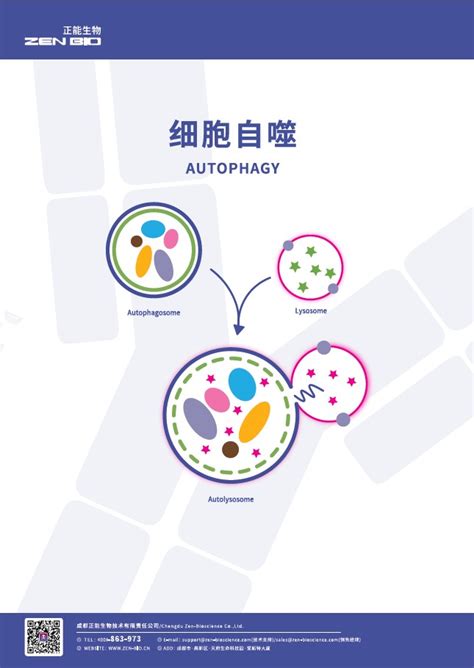 Chengdu Zhengneng Biotechnology Co Ltd