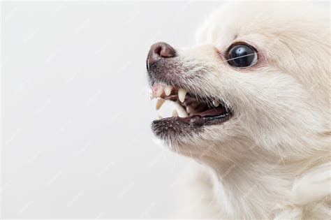 Premium Photo Pomeranian Barking