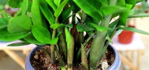 7種寓意「旺財」的花，適合養在家裡，看著就有好兆頭 Imomo植物問問