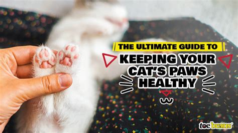 Guide What To Do If Your Cat Is Stung By A Wasp Or A Bee Toe Beans