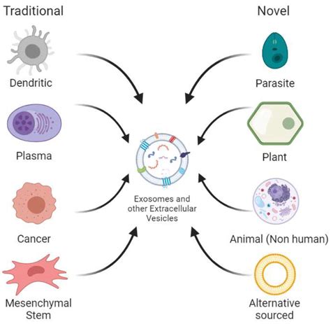 Traditional And Novel Sources For Extracellular Vesicle Extraction