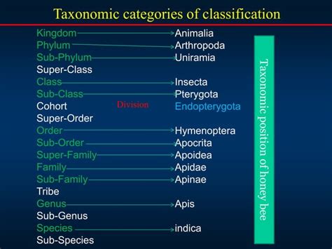 Lec 34 Classification Of Class Insecta Ppt
