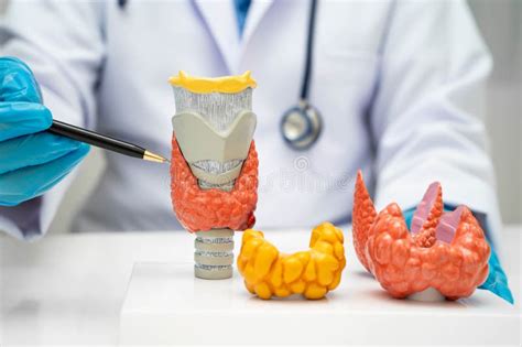 Hyperthyroidism Overactive Thyroid Thyroid Lymphoma Asian Doctor With Thyroid Gland Human