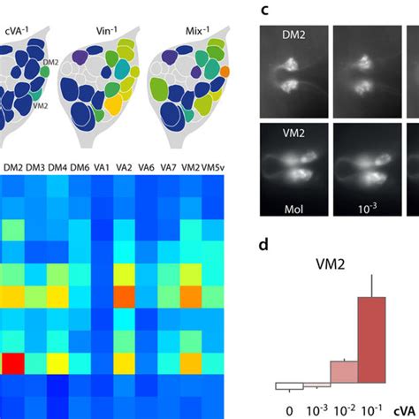 Glomerular Activation Patterns In The Al Of Fed Females In Response To