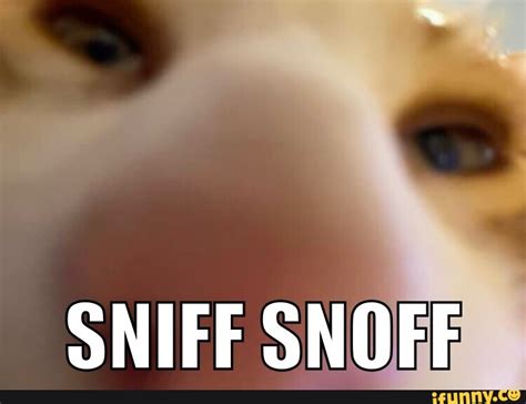 Snoff Memes Best Collection Of Funny Snoff Pictures On Ifunny