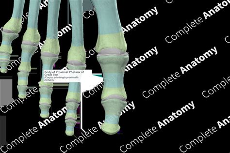 Body Of Proximal Phalanx Of Great Toe Complete Anatomy