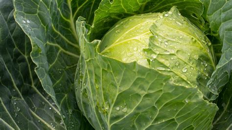 Why You Need To Thoroughly Rinse Cabbage