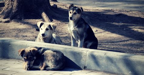 Kerala Becomes First In India To Manufacture Its Own Anti Rabies Vaccine