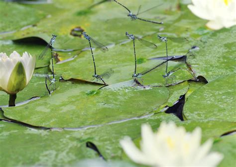 2023鹿央里やま蓮まつり写真コンテスト入賞作品 山鹿探訪なび山鹿市の観光ガイド