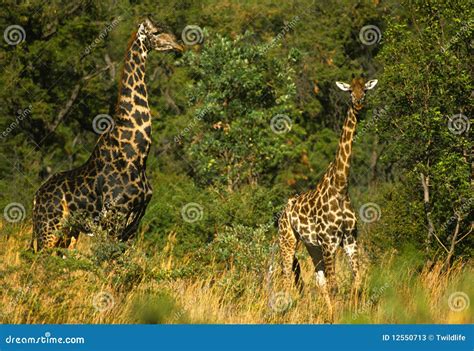 Male And Female Giraffe Stock Image Image Of Zimbabwe 12550713