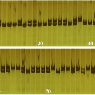 Validation Of The Gene Locus Controlling The Weeping Type Based On