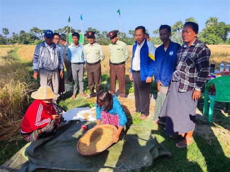 တံတားဦးမြို့နယ်တွင် မိုးစပါးဆင်းသုခများ စံကွက်ရိတ်သိမ်းပွဲကျင်းပ Information And Public