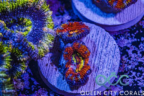 Qcc Rainbow Unicorn Acan Wysiwyg Queen City Corals