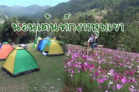 ข่าว Like สาระ นอนเต้นท์ชมดาวกลางทุ่ง ดอกคอสมอส สัมผัสความหนาวกลาง