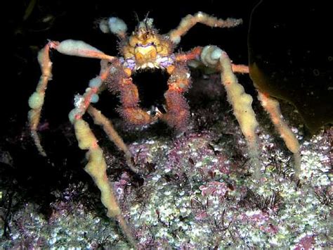 素人が作ったお魚図鑑節足動物門甲殻亜門軟甲綱真軟甲亜綱ホンエビ上目十脚目抱卵亜目短尾下目尖頭区クモガニ上科クモガニ科アケウス属アケウス