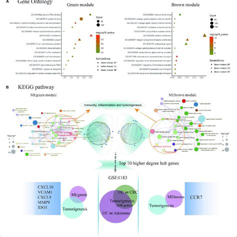 Identification Of Key Pathways And Hub Genes In The Progression Of