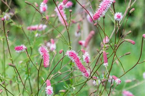 Sanguisorba Raspberry Mivvi Burnet Raspberry Mivvi Herbaceous
