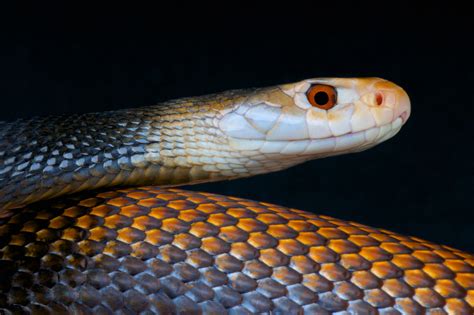 Yes Snakes Can Hear Sound Discover Magazine