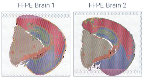 Spatial Transcriptomics Services SeqMatic