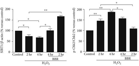 protective effect of bbr on h2o2 induced reduction of sirt1 expression
