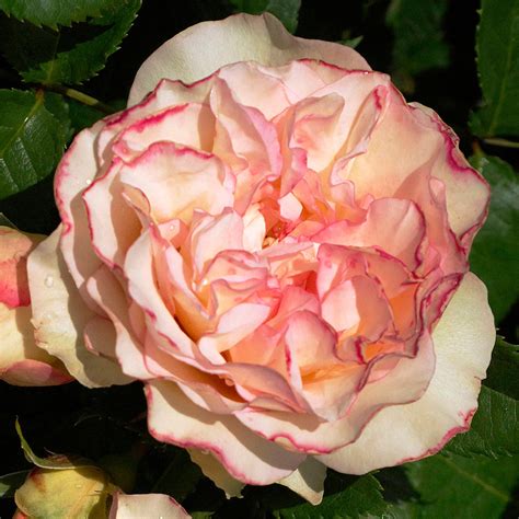 Perfume Kisses vazone Rožių sodas