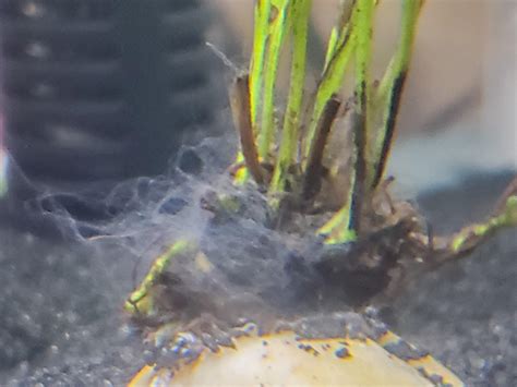 Algae Or Unraveling Thread Rplantedtank