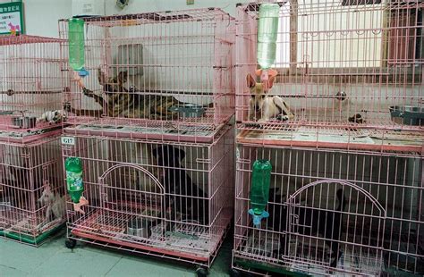 零安樂死政策 流浪動物的新天堂樂園？ 報導者
