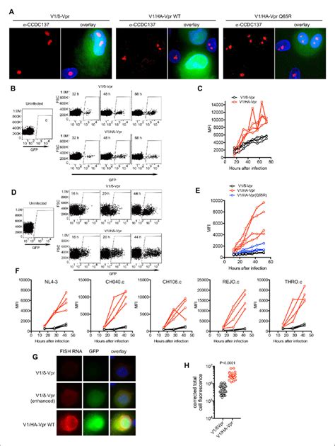 Vpr Increases Hiv 1 Gene Expression In Primary Cells A Example Of