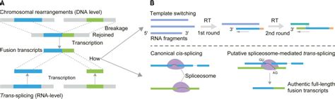 Direct RNA Sequencing In Plants Practical Applications And Future