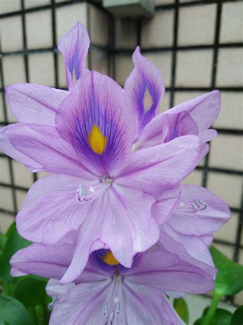 Eichhornia Crassipes Img Pontederia Flickr