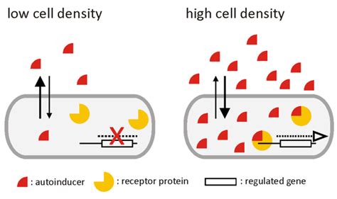 Quorum Sensing 인코덤 생물정보 전문위키