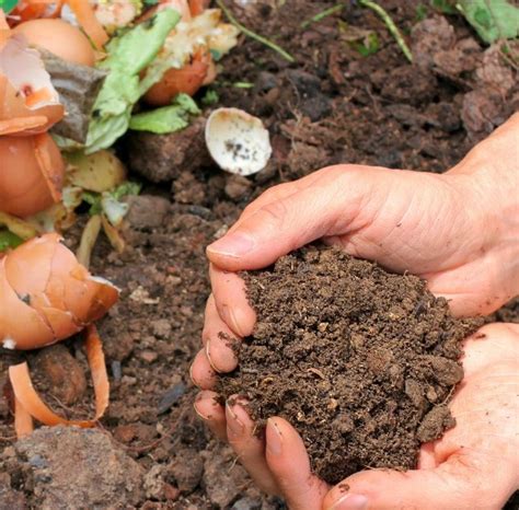 Cara Pembuatan Pupuk Kompos Dari Sampah Organik