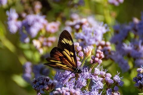 Kwiaty Motyl Zapylanie Darmowe zdjęcie na Pixabay Pixabay