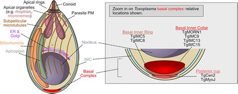 Apical Complex