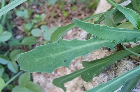 Photo Common Brighteyes Reichardia Picroides