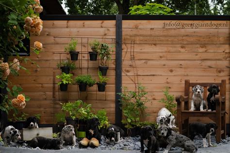 Great Giant Dogs