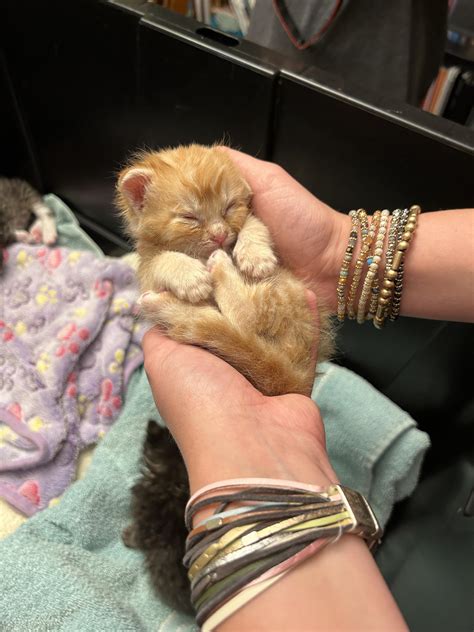 Was Told Youd Love Him Rhandfulofkitten