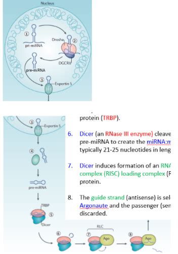 Lecture RNA Mediated Gene Regulation Flashcards Quizlet