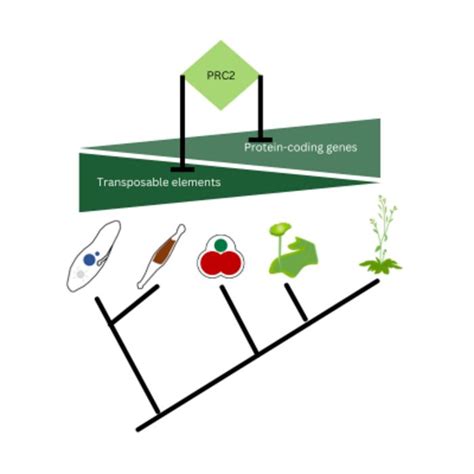 Over The Course Of Evolution IMAGE EurekAlert Science News Releases