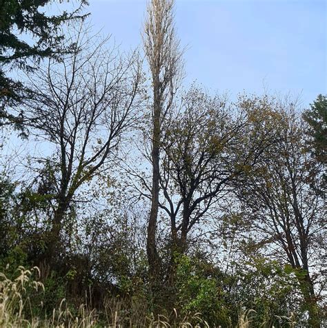 Nehat Д р Нехат Садику ПОЛИТИЧКИ КОНСТРУКТИ ПСИХОАНАЛИТИЧКА СОЦИОЛОШКА И ПОЛИТОЛОШКА АНАЛИЗА